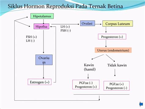 Hormon Hormon Reproduksi 2010 Ppt