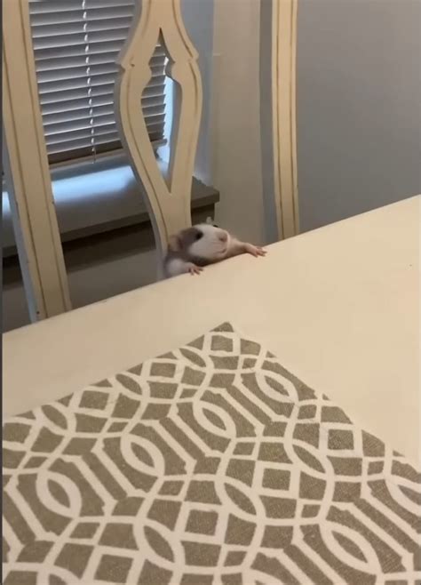 My Fellow Wizards My Experiments Have Horrifically Backfired R