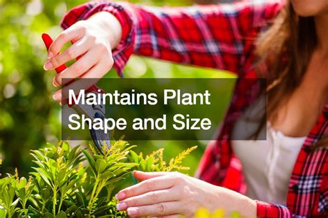 The Basics Of Pruning A Guide To Keeping Your Garden In Shape The