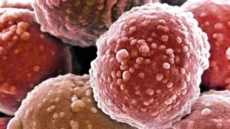 Staphylococcus Bacteria SEM Stock Video Clip K Science Photo Library