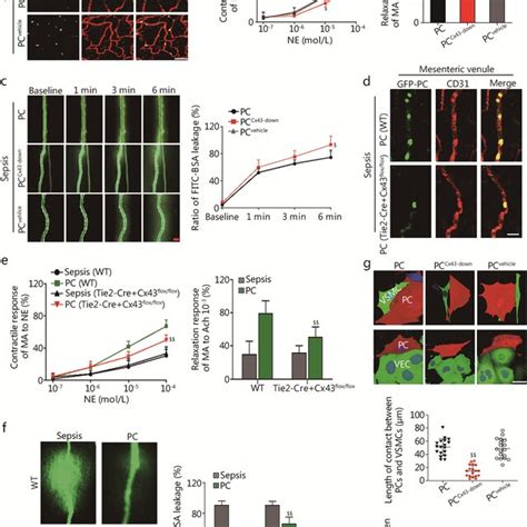 Transplanted Pericytes Regulate Vascular Reactivity And Permeability Download Scientific