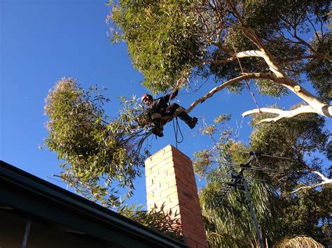 Tree Pruning Perth Pruning Services By Professional Pruners