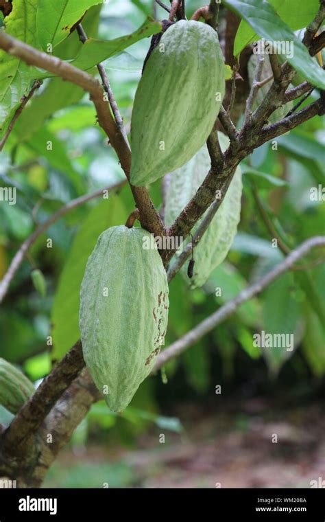 Cocoa Trees Beans Hi Res Stock Photography And Images Alamy