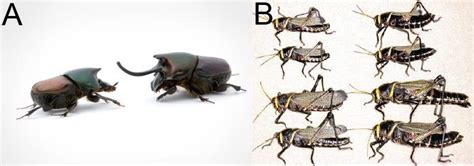 What Is Developmental Plasticity Plastic Industry In The World