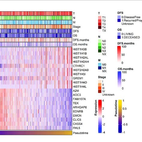 A Heatmap Visualizing Clinical Features And Gene Expression Along