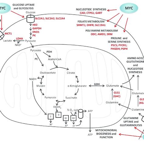 Pdf Oncogenic Regulation Of Tumor Metabolic Reprogramming