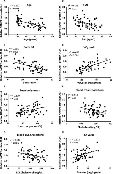 Nampt Protein Levels In Human Skeletal Muscle Declines With Increasing Download Scientific