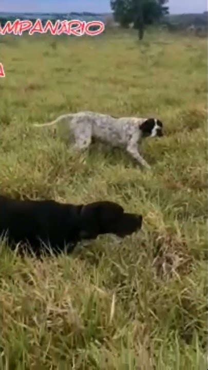 Pointershorts Youtube