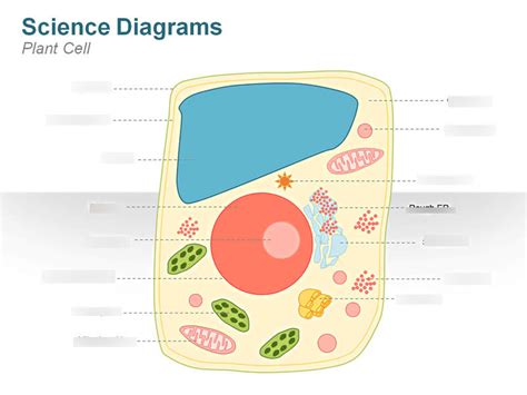 Diagram Of Eukaryotic And Prokaryotic Cells Quizlet