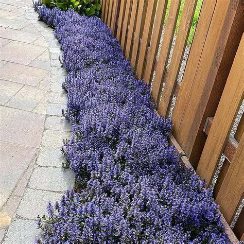What Ground Cover Grows Best In Shade At Elijah Madirazza Blog