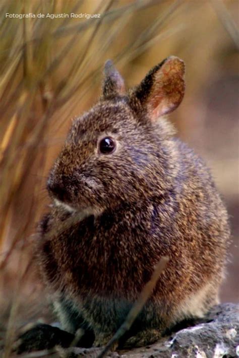 El Teporingo O Conejo De Los Volcanes Una Especie Mexicana Que Se Encuentra En Peligro De