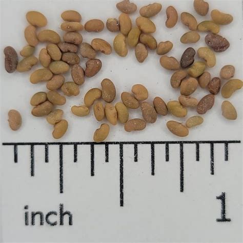 Ladak Alfalfa Chesak Seed House