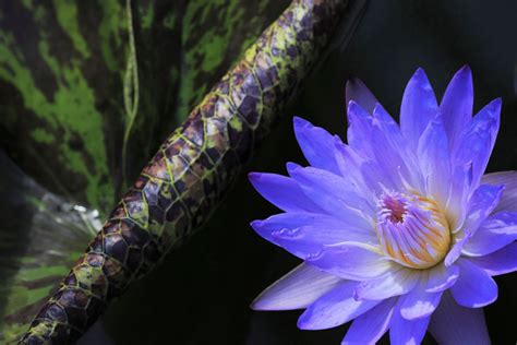 花開く GANREF