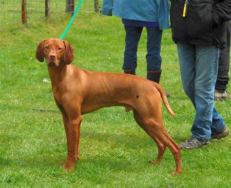 Nz Pointer And Setter Nationals Photos