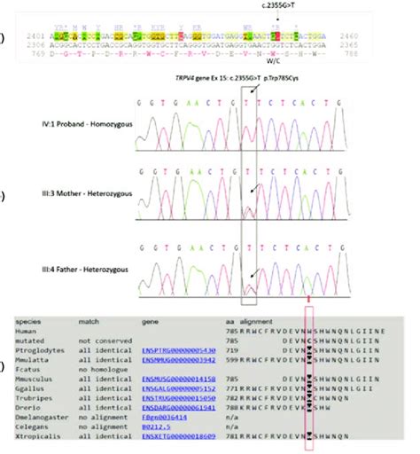 a the amino acid sequence of the trpv4 gene and the position of the