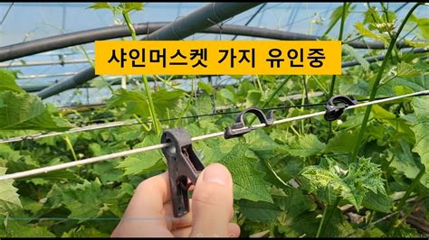 샤인머스켓 가지유인 무엇으로 하시나요 석수농장 첫번째 하우스 Youtube