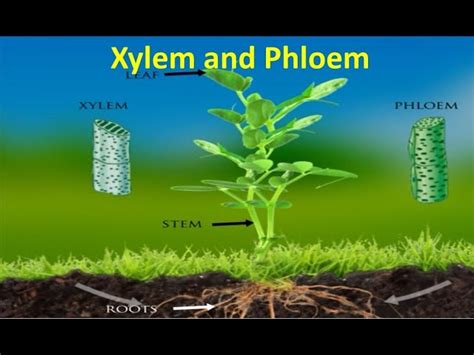 Phloem And Xylem In Plants