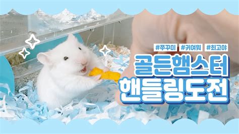 골든햄스터 핸들링 도전 [쭈꾸미꾸미] Youtube
