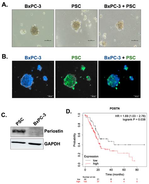 Targeting Periostin Expression Makes Pancreatic Cancer Spheroids More