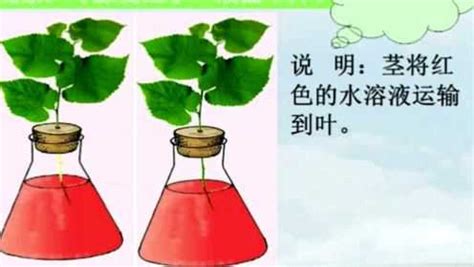 主要介绍的使植物水分和无机盐的运输及有机物的运输高清1080p在线观看平台腾讯视频