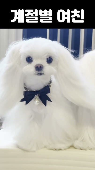 계절별 여친 변화 강아지 여자친구 Youtube