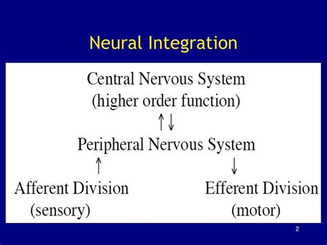 PPT Chapter Neural Integration I Sensory Pathways And The Somatic Nervous System