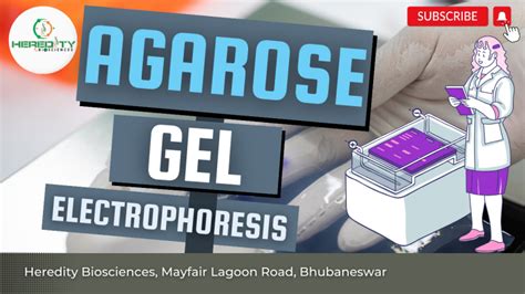 Agarose Gel Electrophoresis Procedure Heredity Bioscience