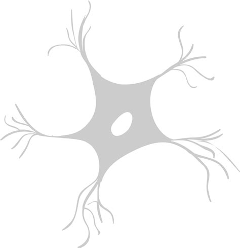 Neuron Biology 36665534 Vector Art At Vecteezy
