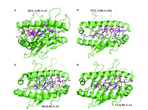 Molecular Bases Of Epitope Hla I Complexes And Effects Of Epitope