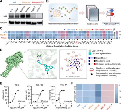 Lsd1 Is A Targetable Vulnerability In Gastric Cancer Harboring Tp53 Frameshift Mutations Pmc