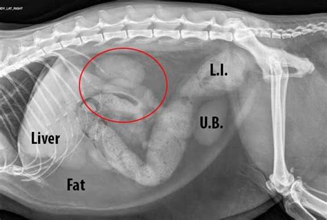 Pleural Effusion Cat Radiograph