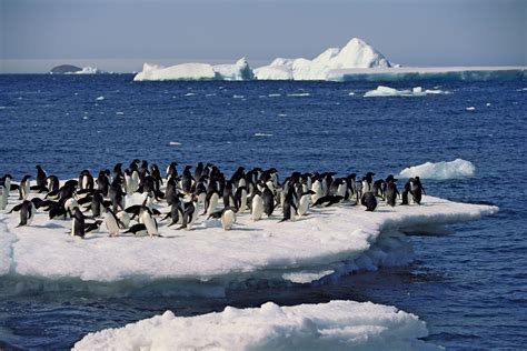 Penguin Habitat Species Predators And Facts Britannica