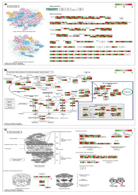 Transcriptome Of Left Ventricle And Sinoatrial Node In Young And Old C57 Mice