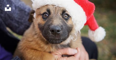 산타 모자를 쓴 짧은 코팅 갈색 강아지 사진 Unsplash의 무료 크리스마스 이미지