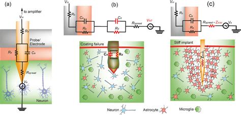 A Probe Tissue Interface Equivalent Circuit For Simplicity Download Scientific Diagram