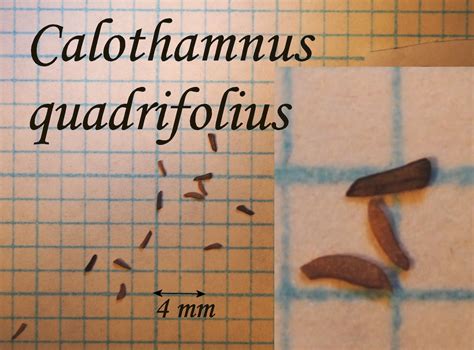 Calothamnus Quadrifidus Archives Hardy Plant Society