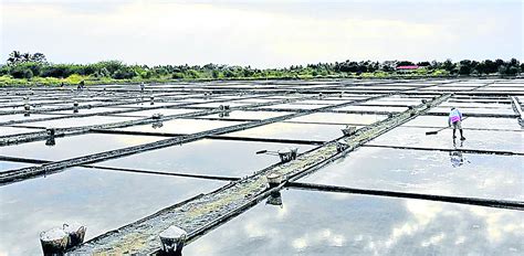 လပွတ္တာမြို့နယ်၌ နေလှန်းဆား ဈေးကောင်းရရှိ Myawady Webportal