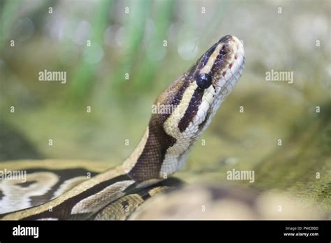 Reticulatedpython Hi Res Stock Photography And Images Alamy
