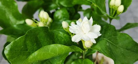 ต้นมะลิเศรษฐีจันทบูรณ์ Mhmg