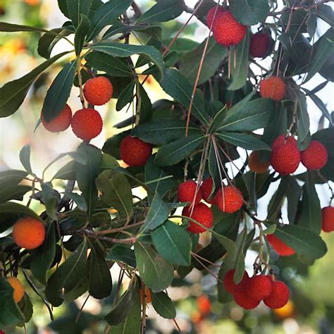 Strawberry Tree 3 Pcs Arbutus Unedo Height 25 40cm Pot 9cm