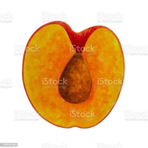 수채화 그림 육즙이 많은 복숭아의 절반 흰색에 고립 된 신선한 과일을 손으로 뽑았습니다 구덩이 달콤한 펄프가있는 여름 이국적인 베리 포스터 카드 포장 인쇄를위한 잘 익은