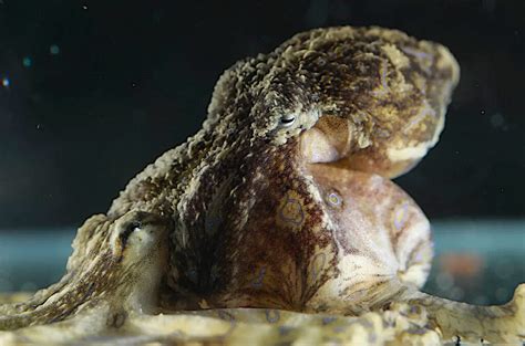 Blue Lined Octopus Mating Explained Why Males Inject Venom During Sex Octonation The