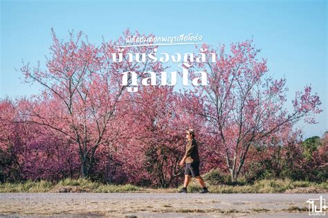 ไปคนเดียว พิกัดชมดอกพญาเสือโคร่ง บ้านร่องกล้าandภูลมโล