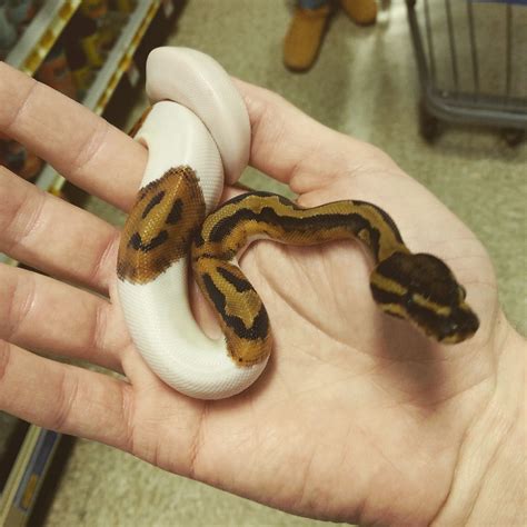 How To Bathe A Ball Python In A Few Simple Steps Artofit