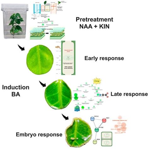 Plants Special Issue Plant Tissue Culture Genomics Proteomics Transcriptomics And