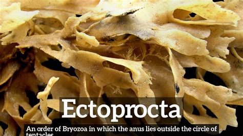 Phylum Ectoprocta
