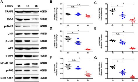 Western Blotting Analysis Of Signalling Proteins Related To The Tlr Download Scientific Diagram
