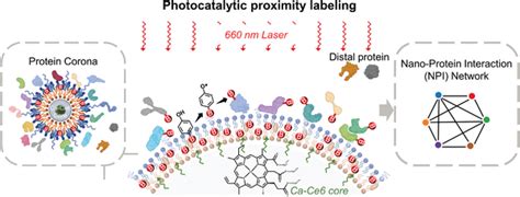 Schematic Illustration Of The Photocatalytic Proximity Labeling Download Scientific Diagram
