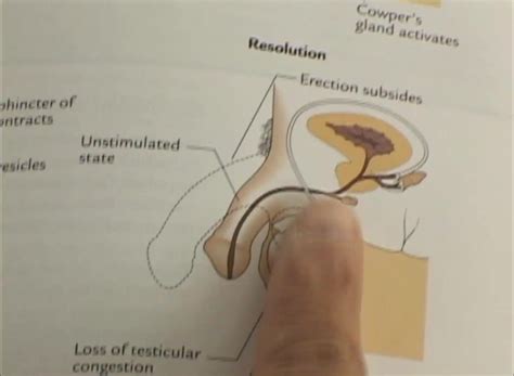 그의 섹시한 갈색 머리 여자친구와 섹스 Cnn Amador