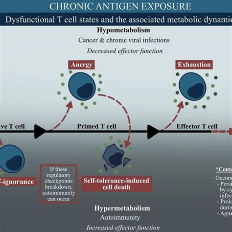 Integrated Sequential Diagram Of The Potential T Cell Dysfunction And Download Scientific